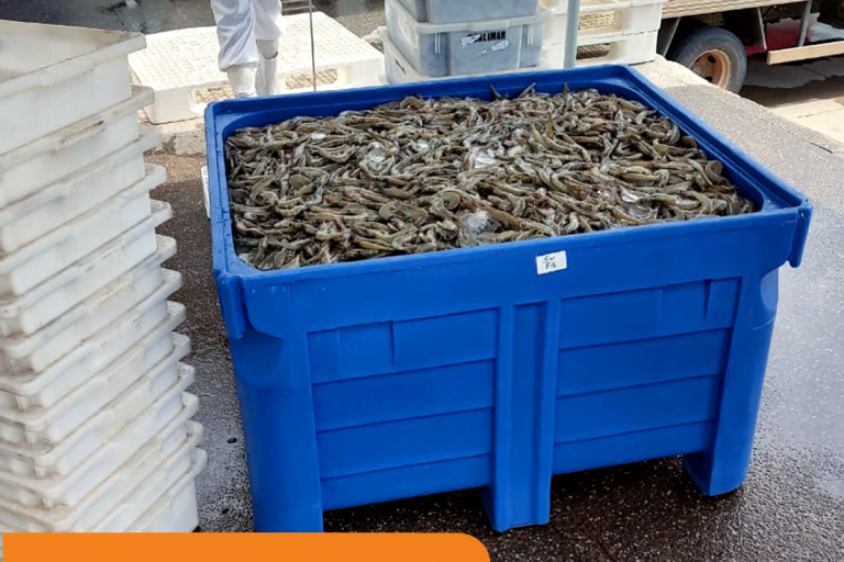 Armazenamento de pescados: saiba quais são as boas práticas Armazenamento de pescados: saiba quais são as boas práticas